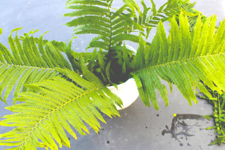 A Rustic Arrangement from The Farm - Wyse Guide