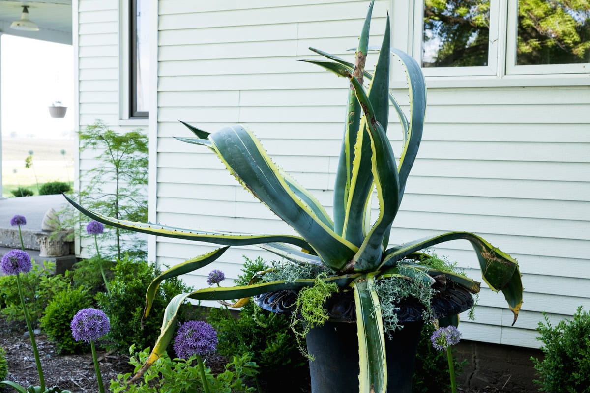 Outdoor Planters Done My Way - Wyse Guide