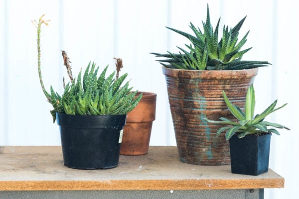 How to Split and Maintain Potted Plants - Wyse Guide