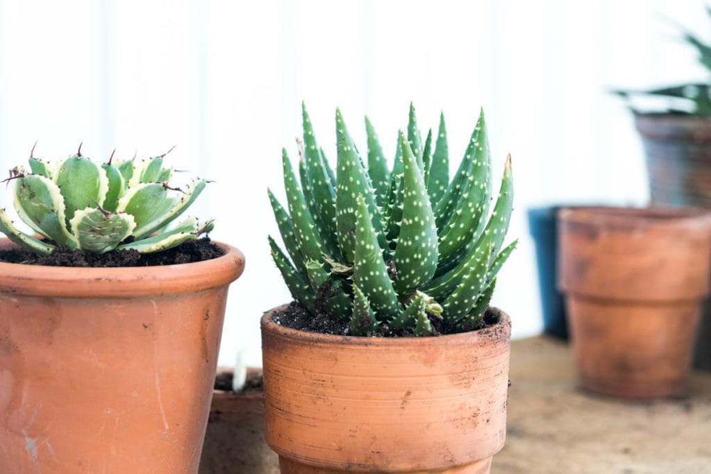 How to Split and Maintain Potted Plants - Wyse Guide