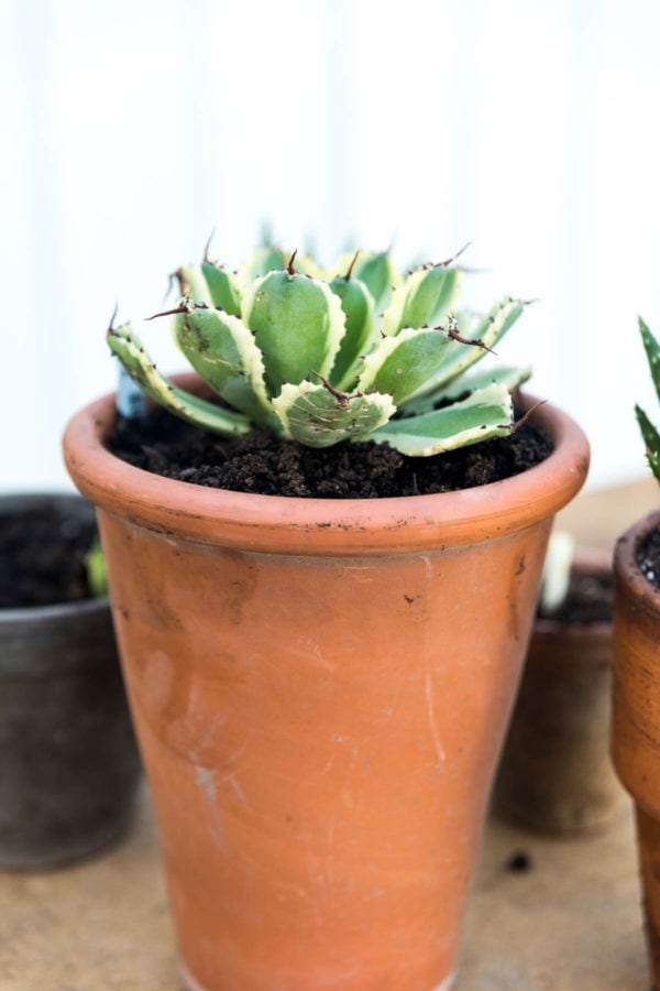 How to Split and Maintain Potted Plants - Wyse Guide