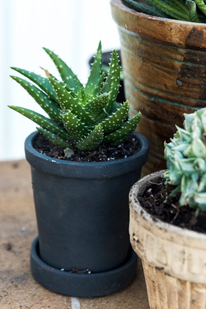 How to Split and Maintain Potted Plants - Wyse Guide