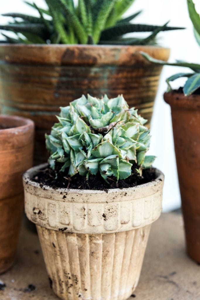 How to Split and Maintain Potted Plants - Wyse Guide