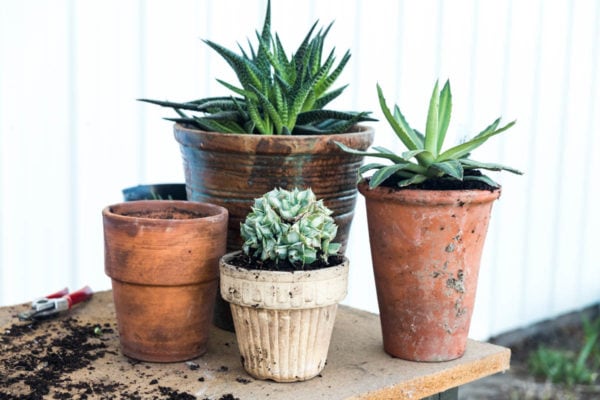 How to Split and Maintain Potted Plants - Wyse Guide