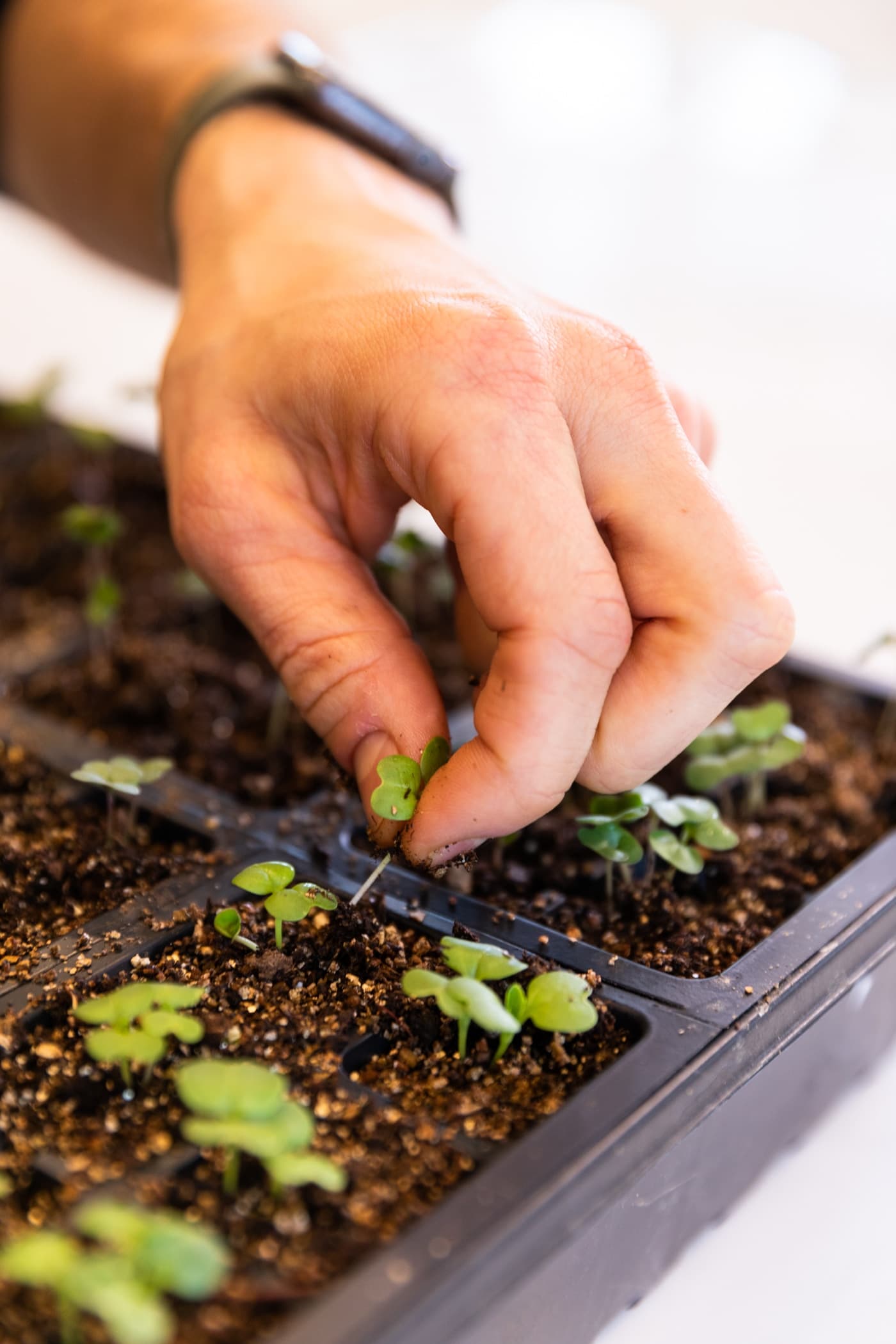 How to Start Seeds - Wyse Guide