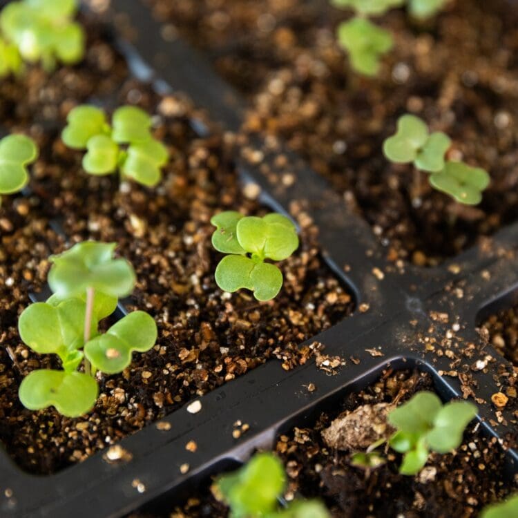 How to Plant Seedlings in the Garden - Wyse Guide