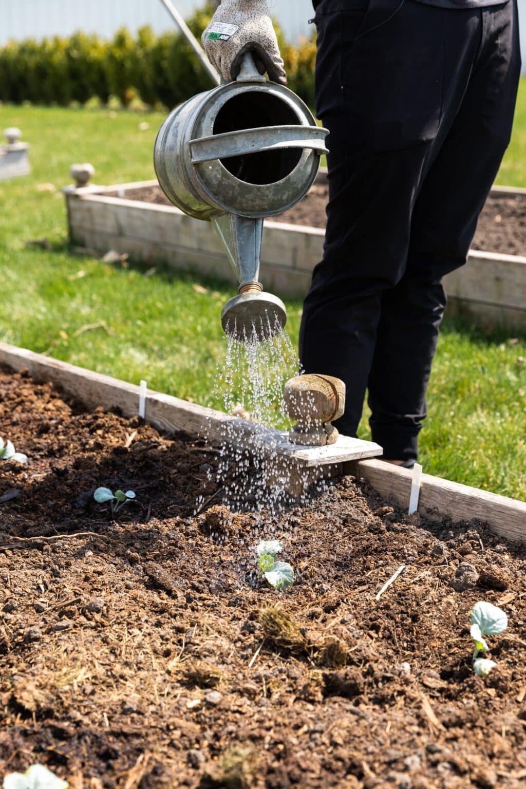 How to Plant Seedlings in the Garden - Wyse Guide