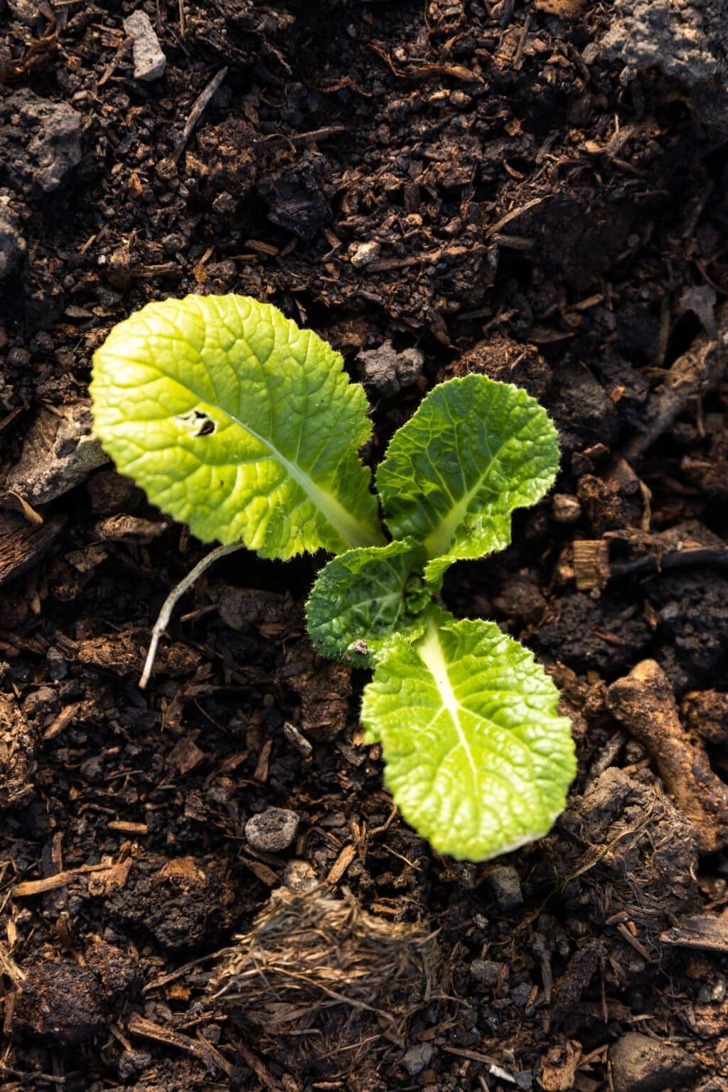 How to Plant Seedlings in the Garden - Wyse Guide