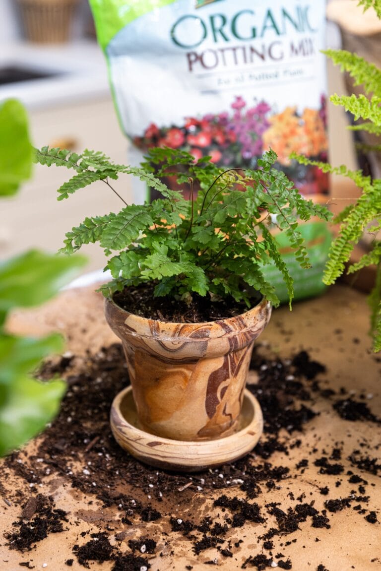 Tips to Make Indoor Ferns Thrive - Wyse Guide