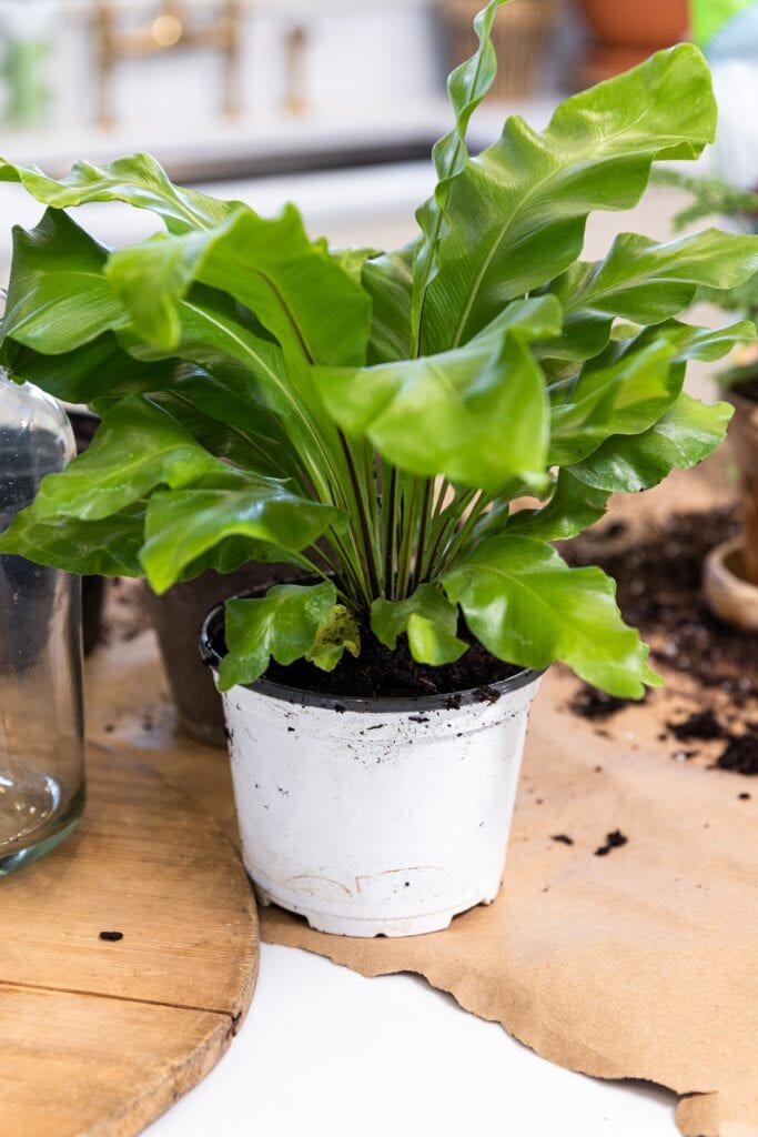 Tips to Make Indoor Ferns Thrive - Wyse Guide