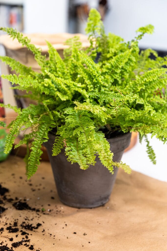 Tips to Make Indoor Ferns Thrive - Wyse Guide