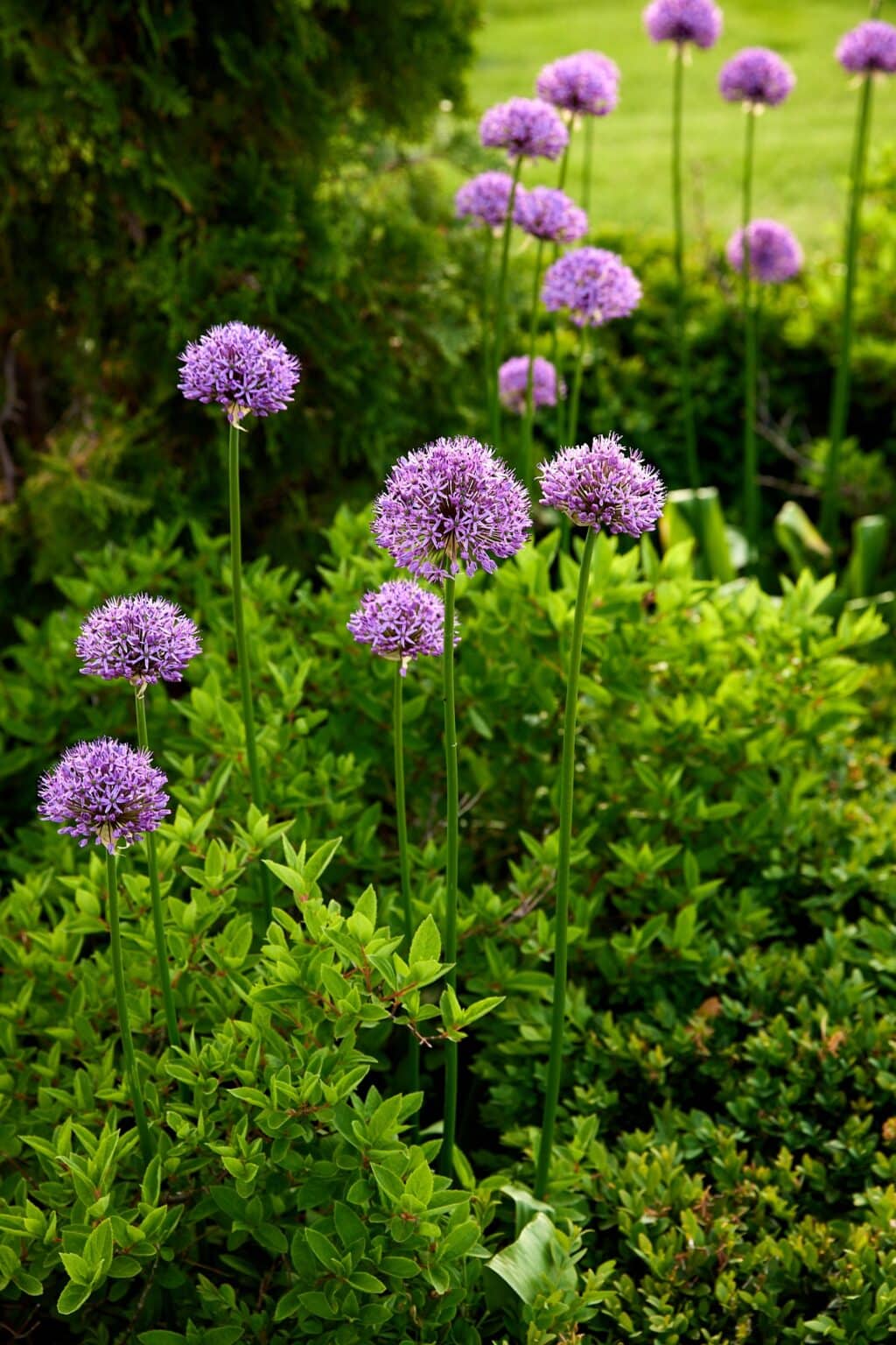 Ornamental Allium Flowers (Simple Guide for Blooms) - Wyse Guide