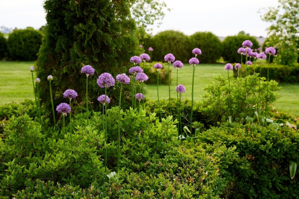 Ornamental Allium Flowers (Simple Guide for Blooms) - Wyse Guide