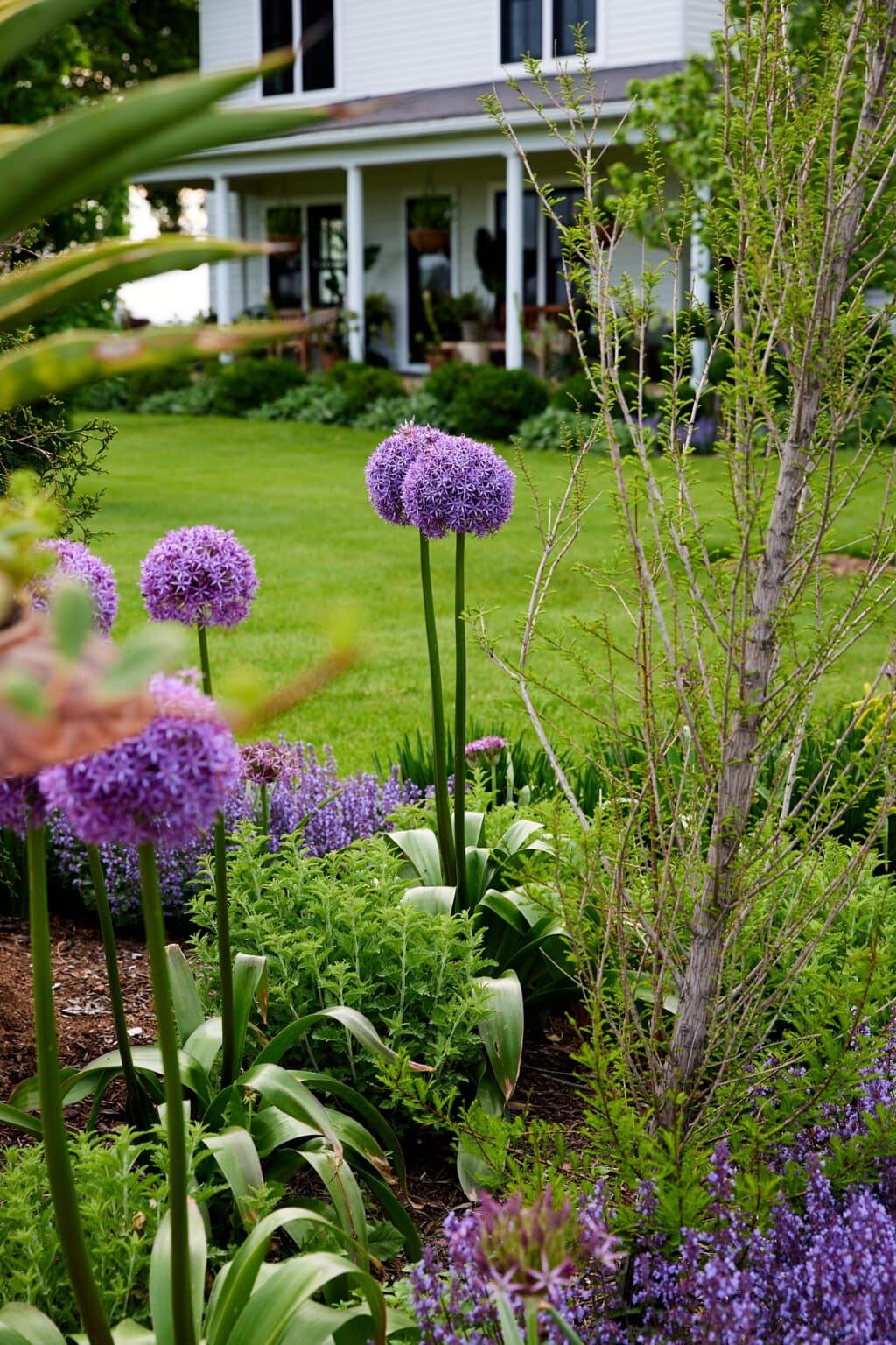 Ornamental Allium Flowers (Simple Guide for Blooms) - Wyse Guide