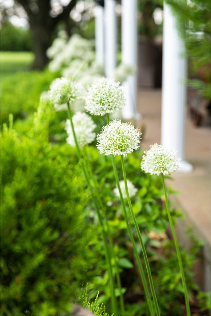 Ornamental Allium Flowers (Simple Guide for Blooms) - Wyse Guide