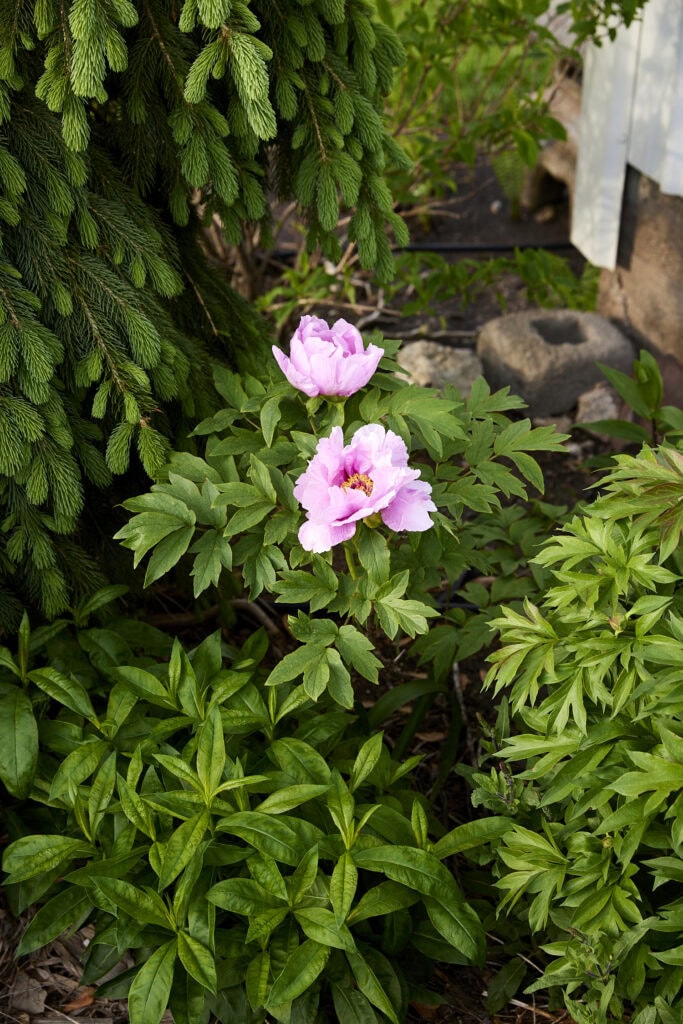 3 Types of Peonies to Grow - Wyse Guide