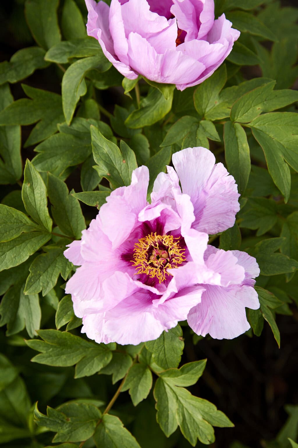 3 Types of Peonies to Grow - Wyse Guide