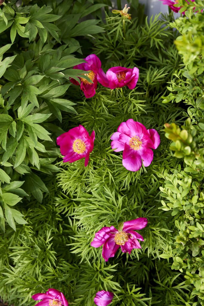 3 Types of Peonies to Grow - Wyse Guide