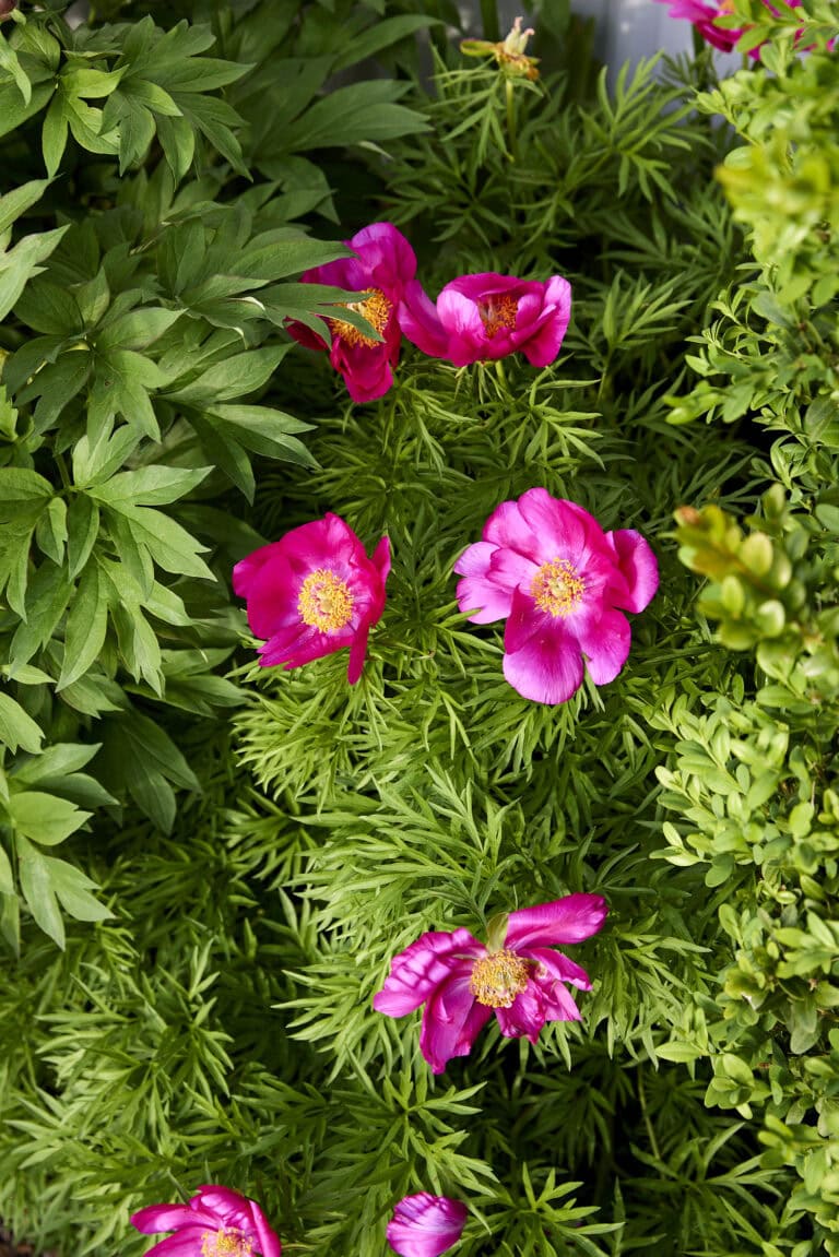 3 Types of Peonies to Grow - Wyse Guide