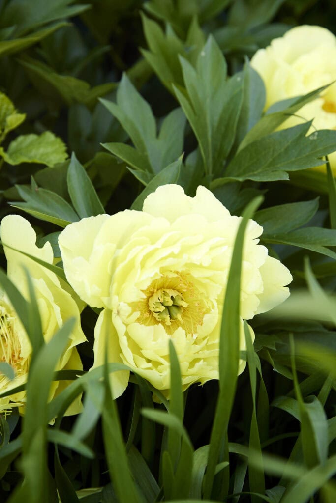 3 Types of Peonies to Grow - Wyse Guide