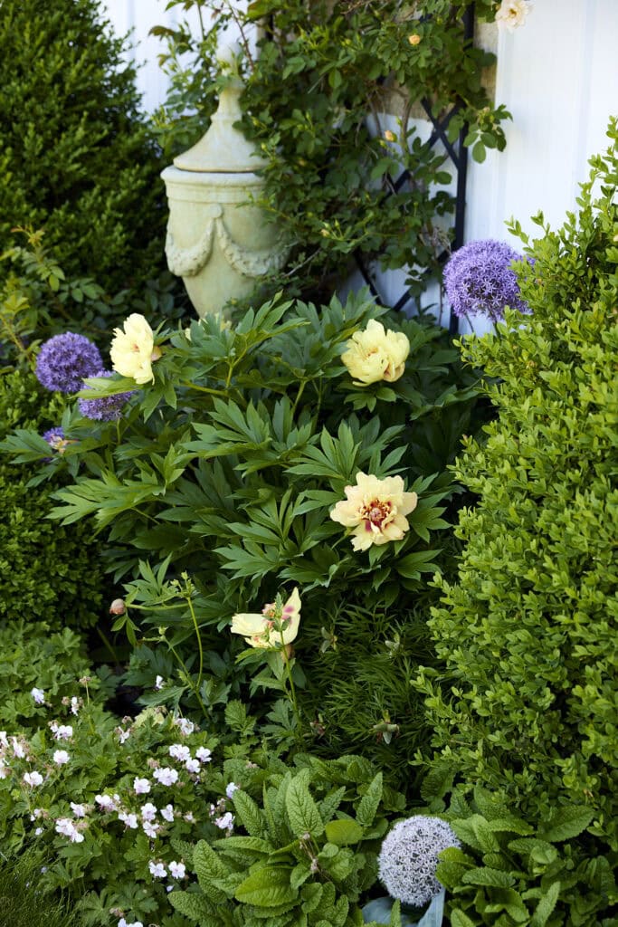 3 Types of Peonies to Grow - Wyse Guide