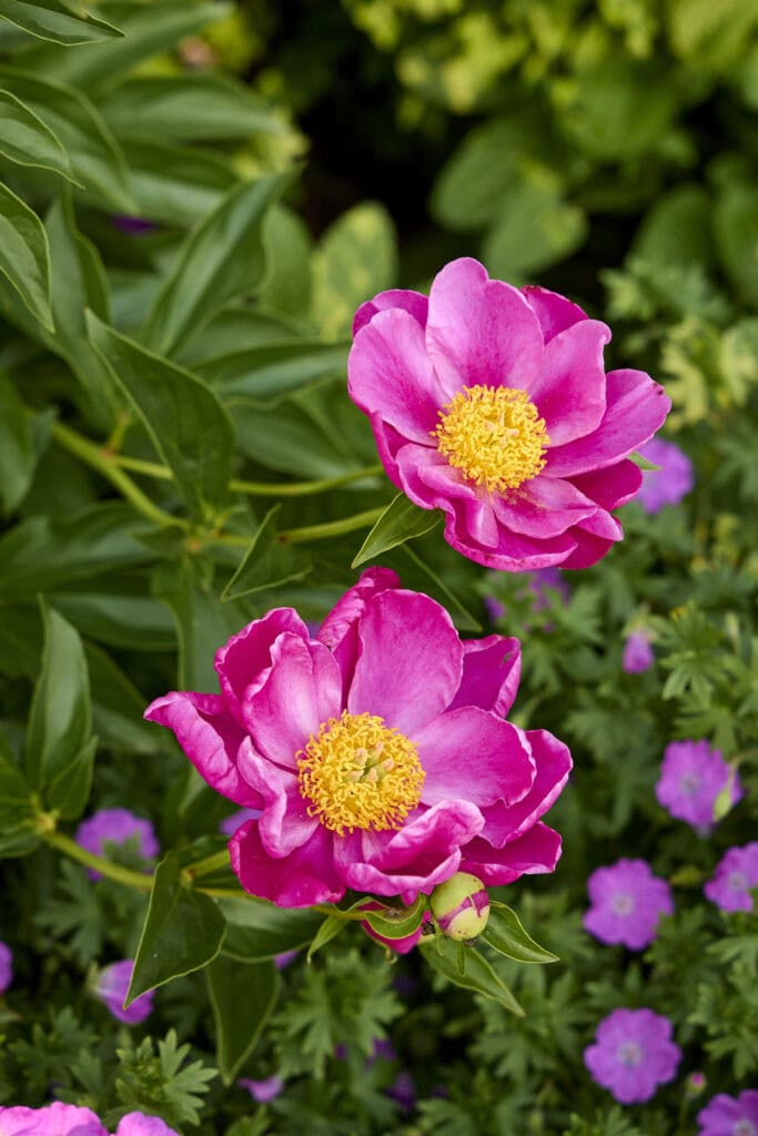 3 Types of Peonies to Grow - Wyse Guide