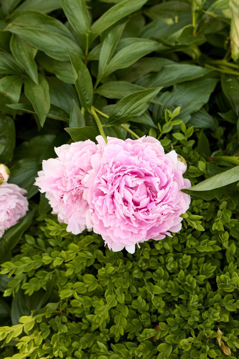 3 Types of Peonies to Grow - Wyse Guide