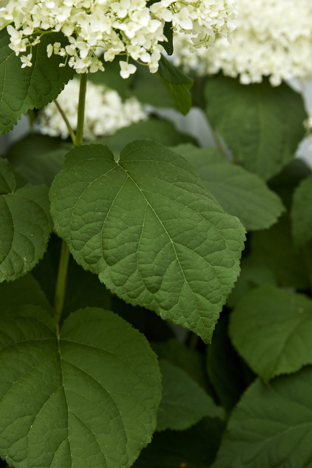 5 Types of Hydrangeas + Tips for Growing - Wyse Guide