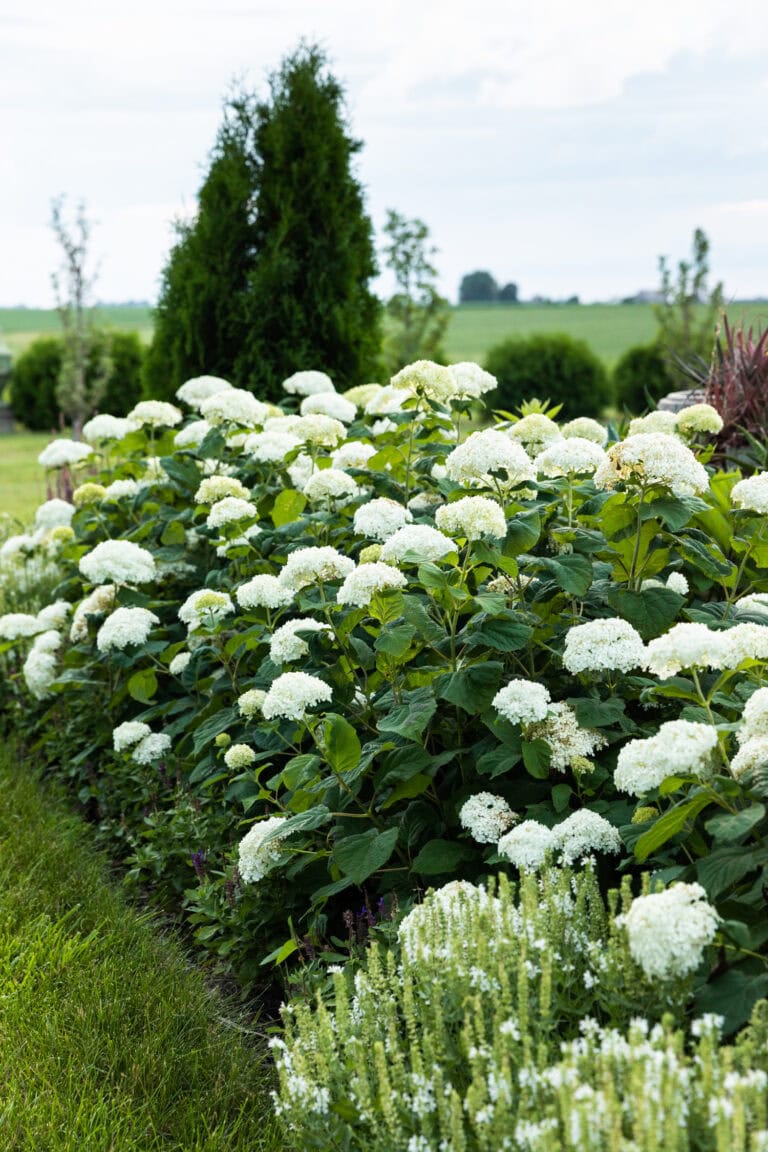 5 Types of Hydrangeas + Tips for Growing - Wyse Guide