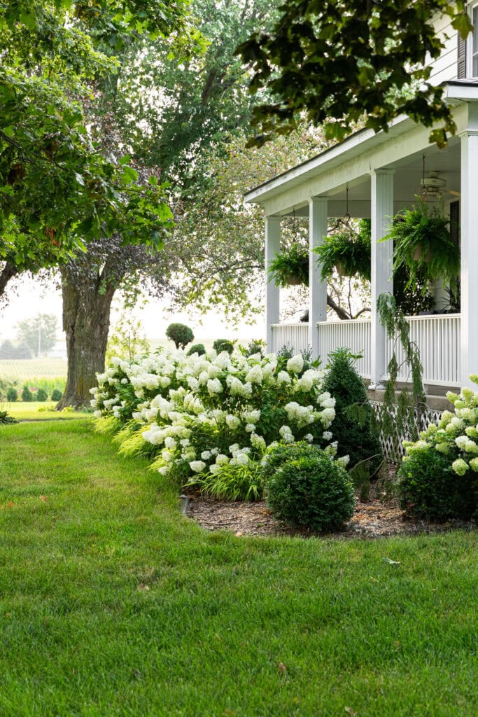 5 Types of Hydrangeas + Tips for Growing - Wyse Guide