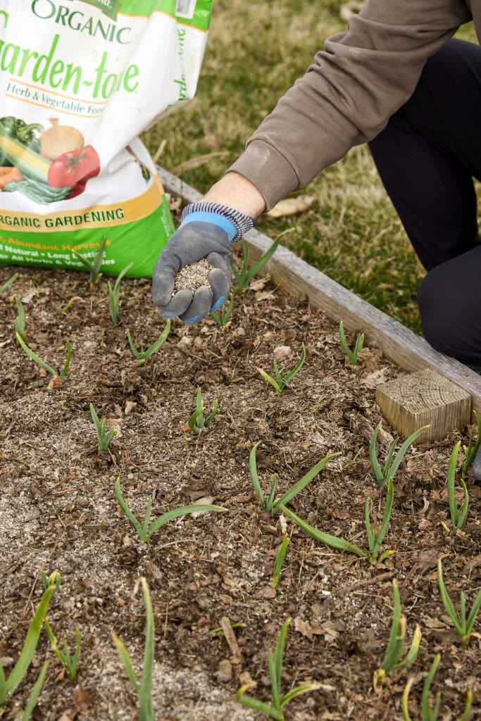 How to Grow Garlic: Planting, Care, Harvest, and Storage - Wyse Guide