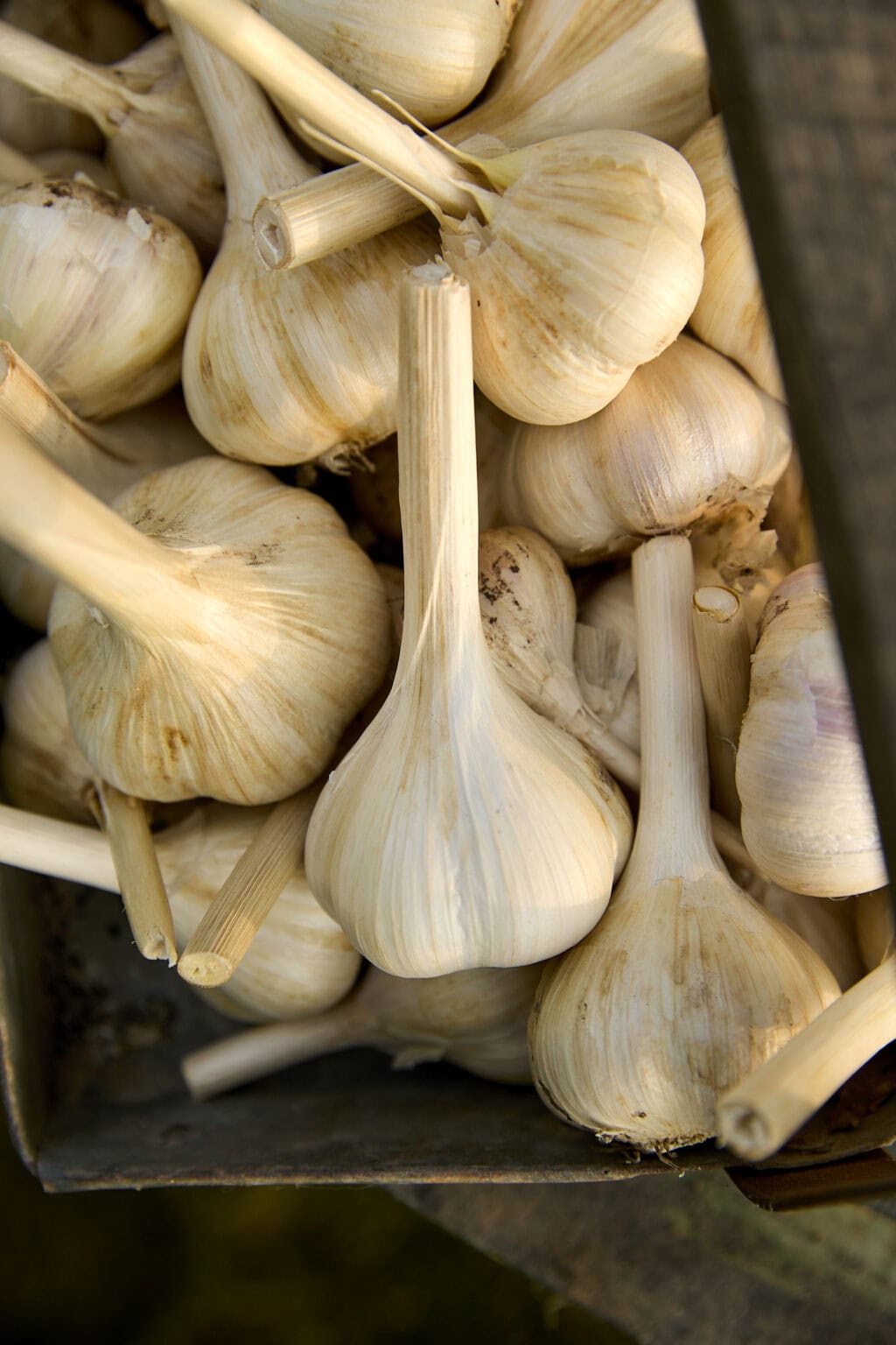 How to Grow Garlic: Planting, Care, Harvest, and Storage - Wyse Guide