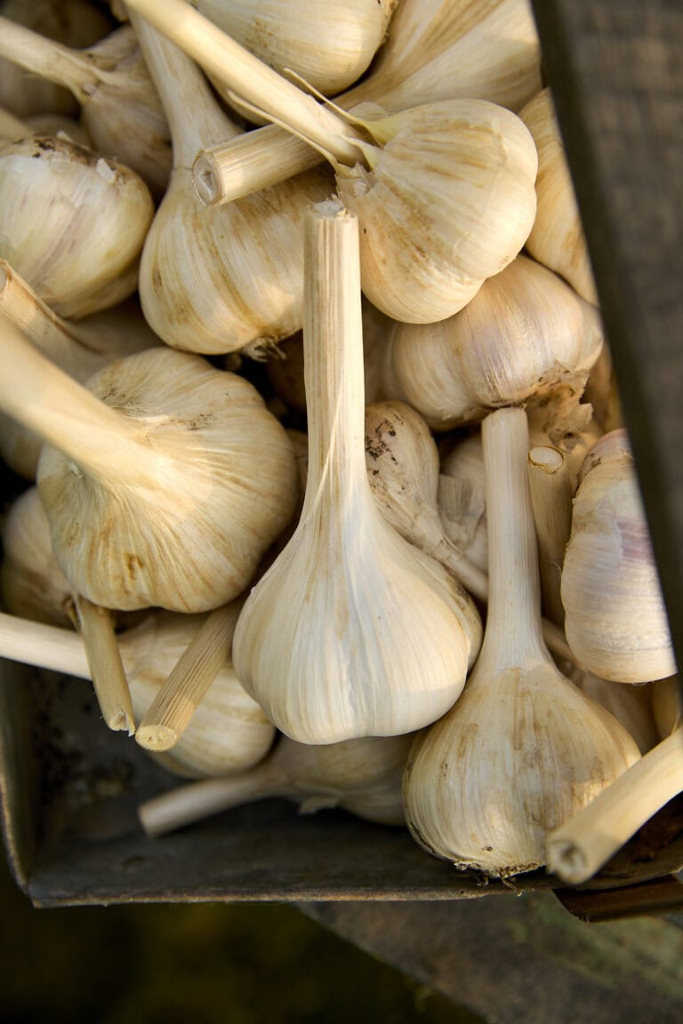 How to Grow Garlic: Planting, Care, Harvest, and Storage - Wyse Guide