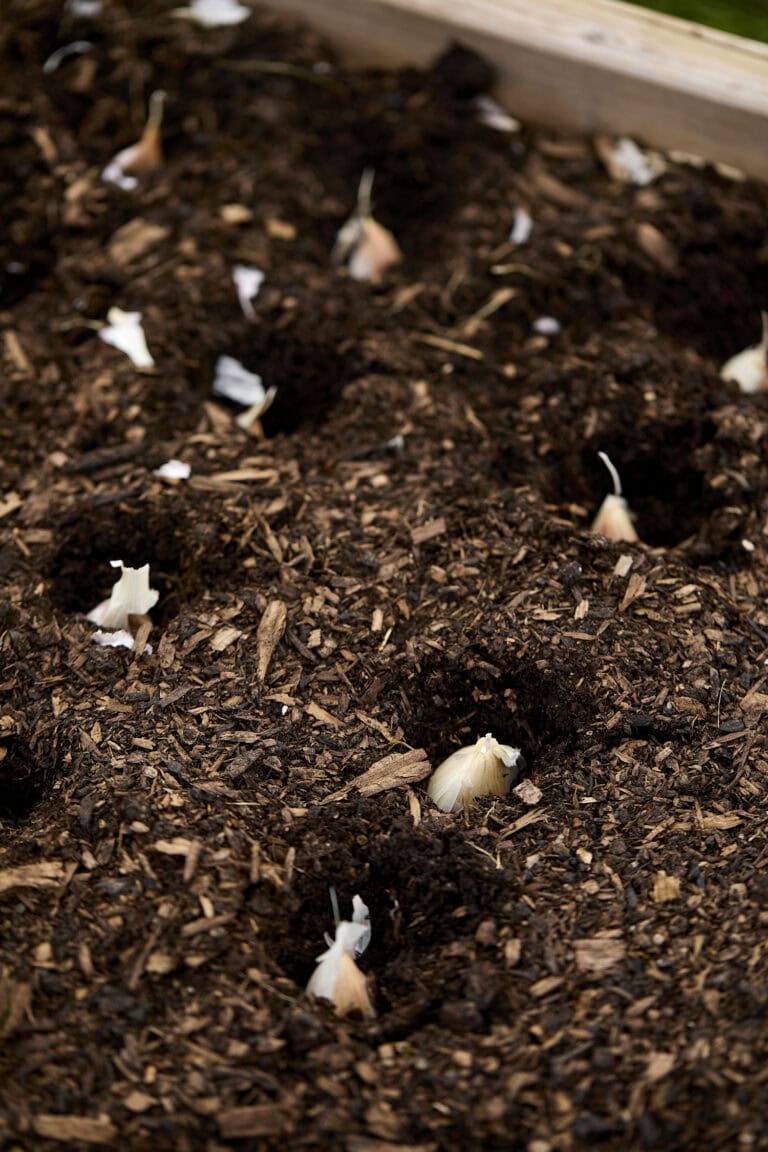 How to Grow Garlic: Planting, Care, Harvest, and Storage - Wyse Guide
