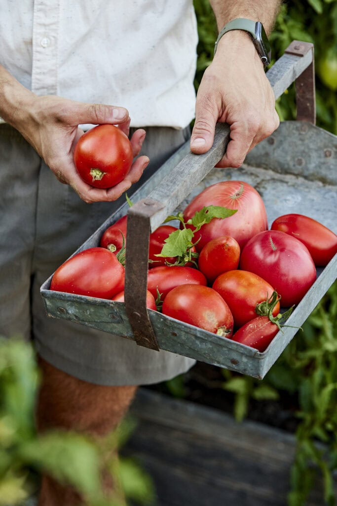 How to Grow Tomatoes (Planting, Caring, and Harvesting) - Wyse Guide